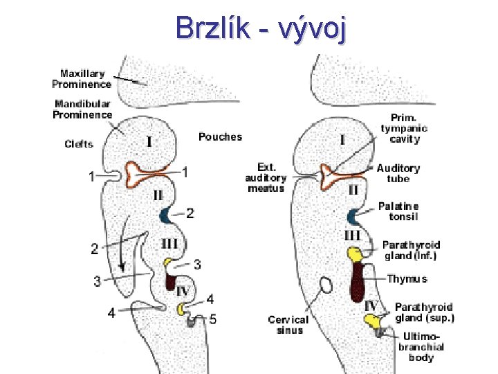 Slezina a brzlk David Kachlk Martin paek Mzn