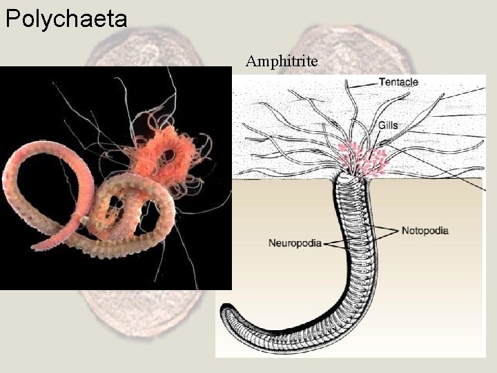 Phylum Annelida Phylum Annelida Terrestrial marine freshwater Repeating