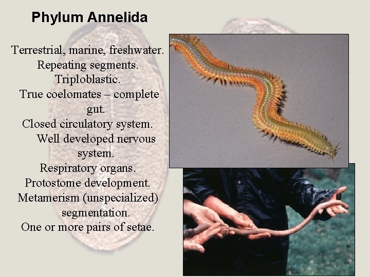Phylum Annelida Phylum Annelida Terrestrial marine freshwater Repeating