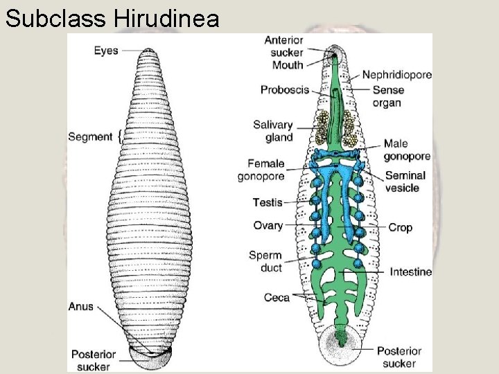 Phylum Annelida Phylum Annelida Terrestrial marine freshwater Repeating