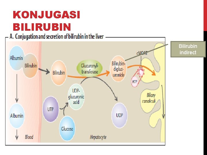 METABOLISME BILIRUBIN SIKLUS ENTEROHEPATIK SRI WAHYUNI BAGIAN BIOKIMIA