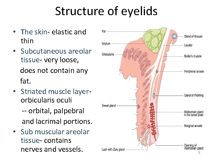Disorders of Lid Dr Ajai Agrawal Additional Professor
