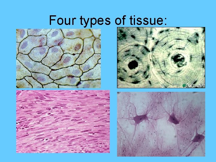 Introduction TISSUE Vs Terminology epicrine ...