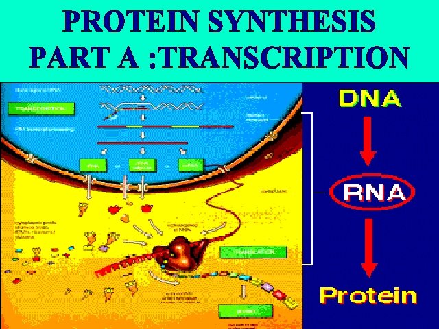 PROTEIN SYNTHESIS PART A TRANSCRIPTION A second major
