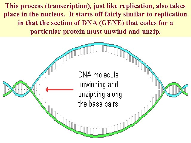 PROTEIN SYNTHESIS PART A TRANSCRIPTION A second major