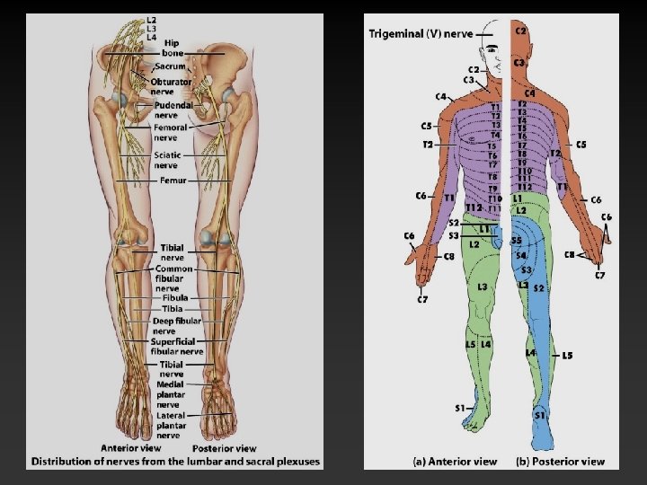 Nervios raqudeos Sistema nervioso autnomo Los nervios raqudeos