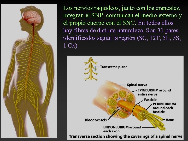 Nervios raqudeos Sistema nervioso autnomo Los nervios raqudeos