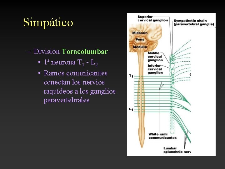 Nervios raqudeos Sistema nervioso autnomo Los nervios raqudeos