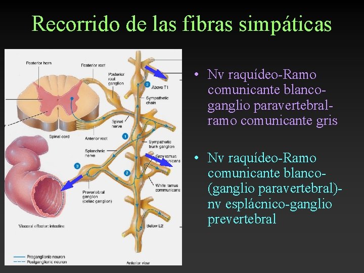 Nervios raqudeos Sistema nervioso autnomo Los nervios raqudeos