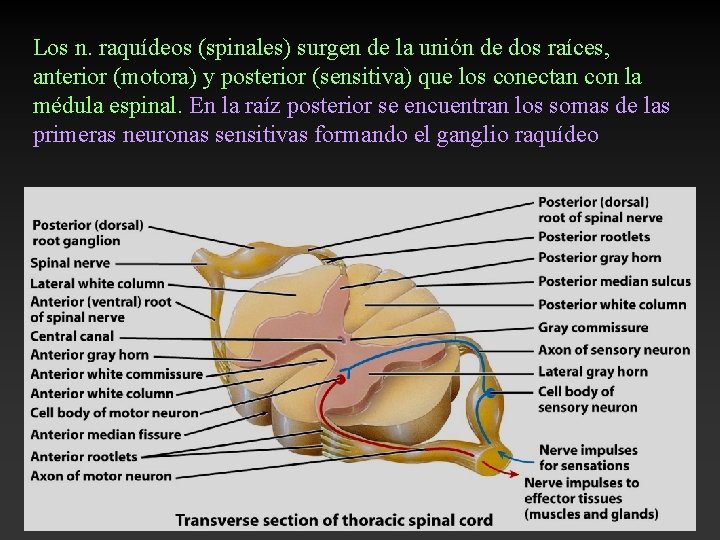 Nervios raqudeos Sistema nervioso autnomo Los nervios raqudeos