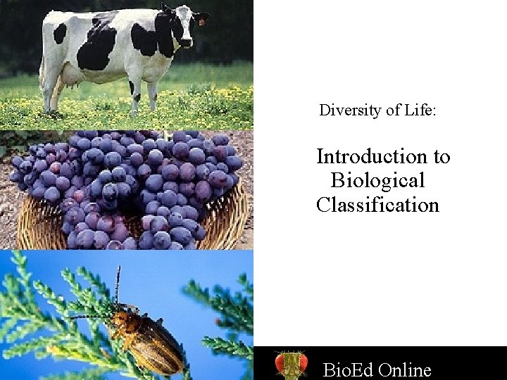 Diversity of Life Introduction to Biological Classification Bio