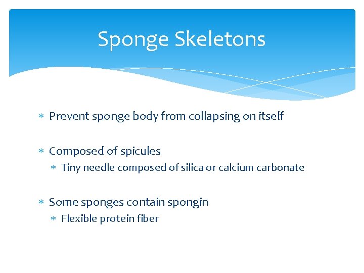 Ch 28 Simple Invertebrates Section 28 1 Sponges