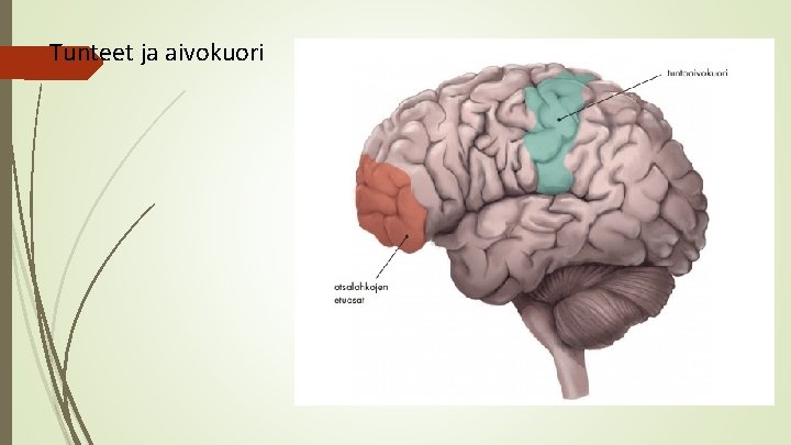 4 Tunteiden hermostollinen perusta s 38 49 Perustunteiden
