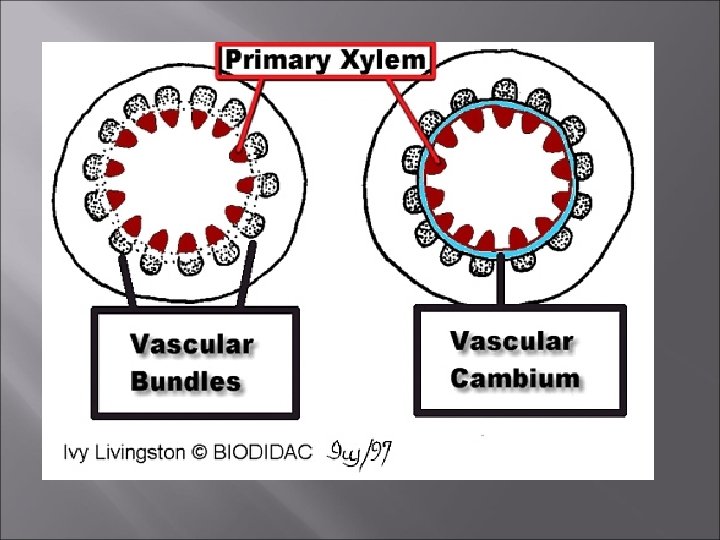 SECONDARY GROWTH Concepts Woody plants produce secondary tissue
