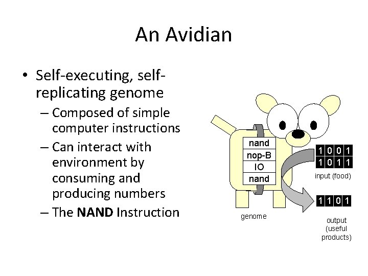 Making Sense of Avida An attempted gentle introduction