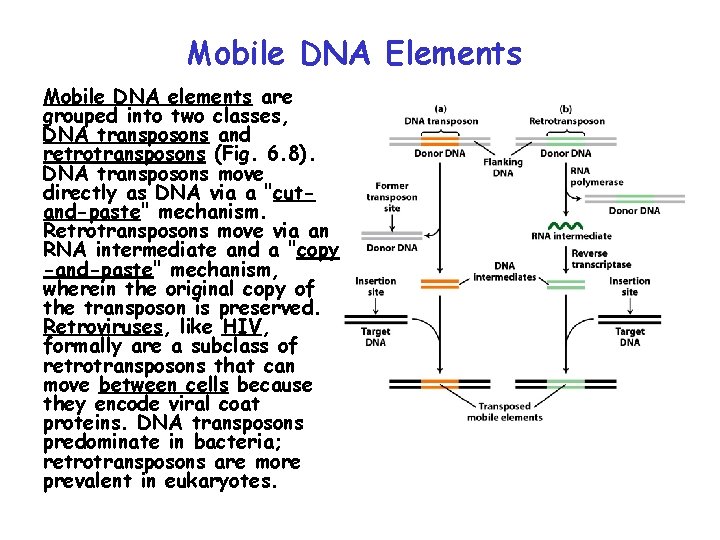 Genes Genomics and Chromosomes Topics Eukaryotic Gene Structure