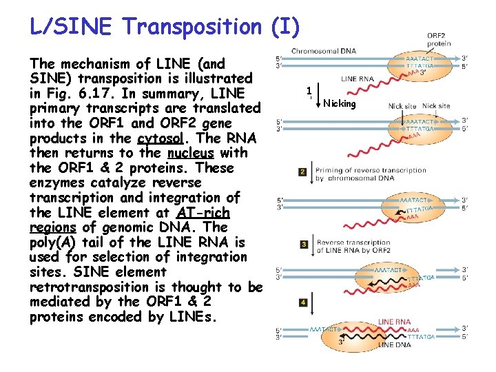 Genes Genomics and Chromosomes Topics Eukaryotic Gene Structure