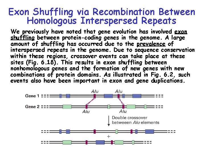 Genes Genomics and Chromosomes Topics Eukaryotic Gene Structure