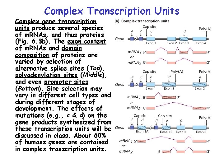 Genes Genomics and Chromosomes Topics Eukaryotic Gene Structure