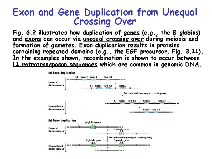 Genes Genomics and Chromosomes Topics Eukaryotic Gene Structure