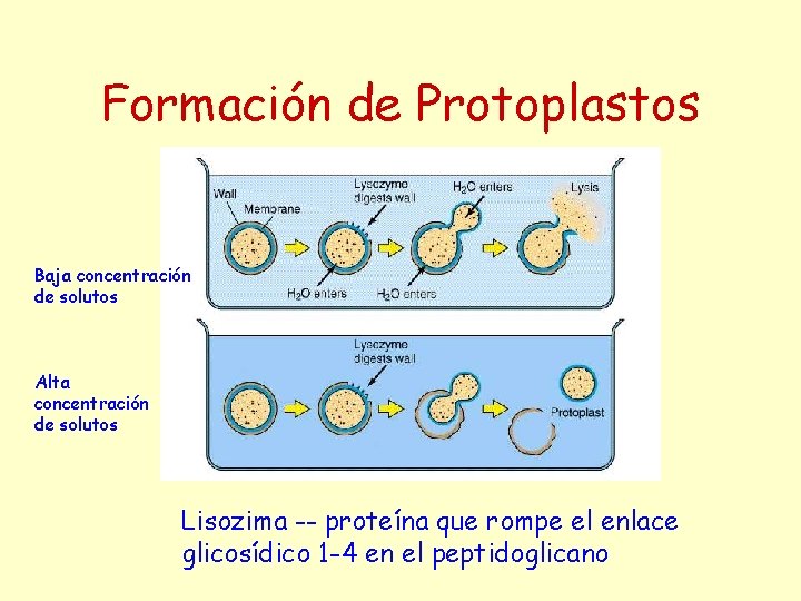 Citologa y morfologa bacteriana Ctedra de Microbiologa Bibliografa