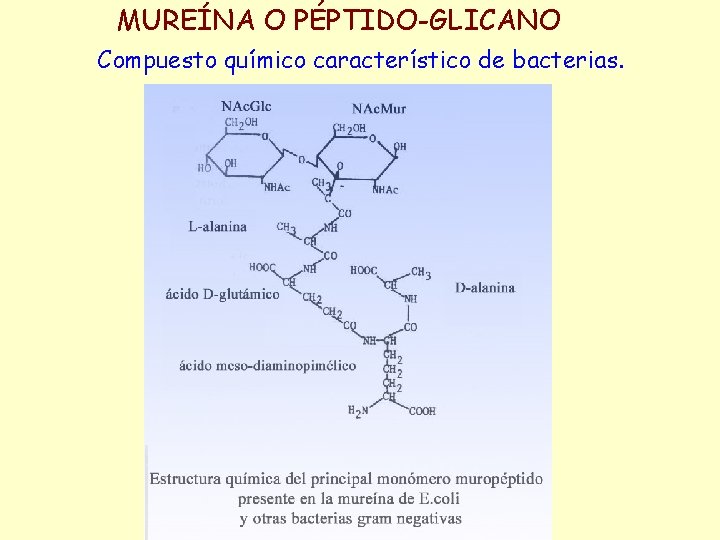 Citologa y morfologa bacteriana Ctedra de Microbiologa Bibliografa