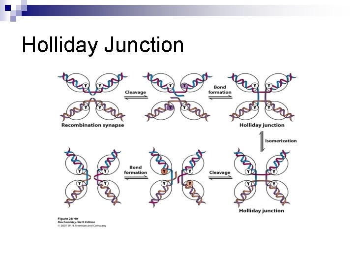 Mechanism of Homologous Recombination MCB 720 Yahan wei
