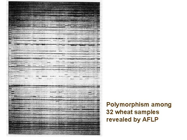 AFLP Amplified Fragment Length Polymorphism AFLP a method