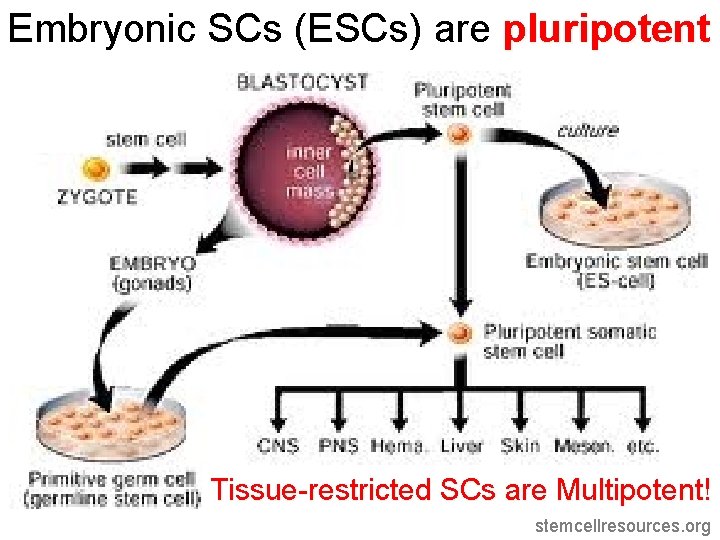 Stem Cells and the Cardiovascular System 20 October