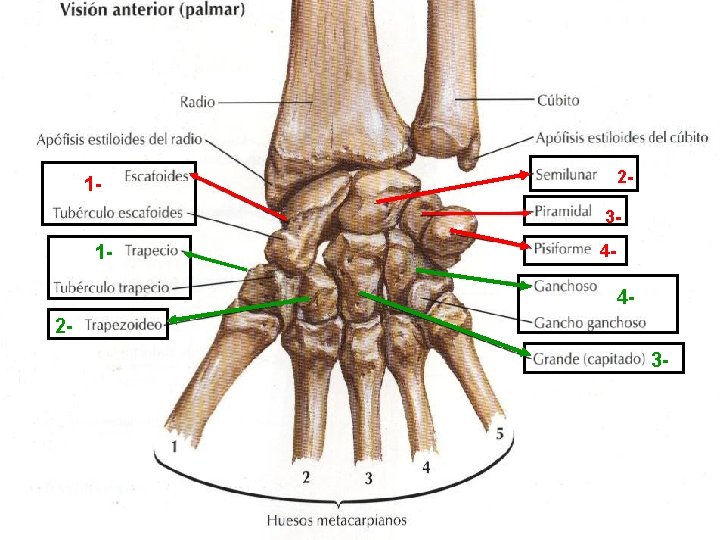 EL CARPO El carpo la mueca est compuesta