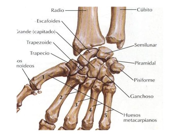 EL CARPO El carpo la mueca est compuesta
