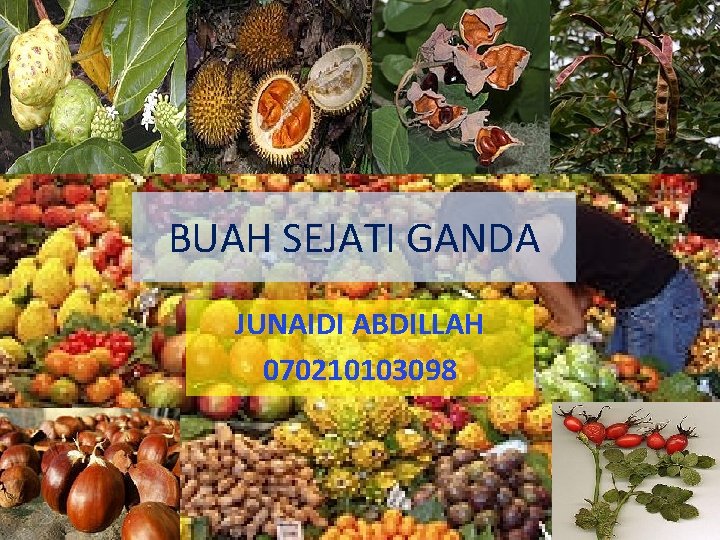 BUAH SEJATI GANDA JUNAIDI ABDILLAH 070210103098 Buah Sejati
