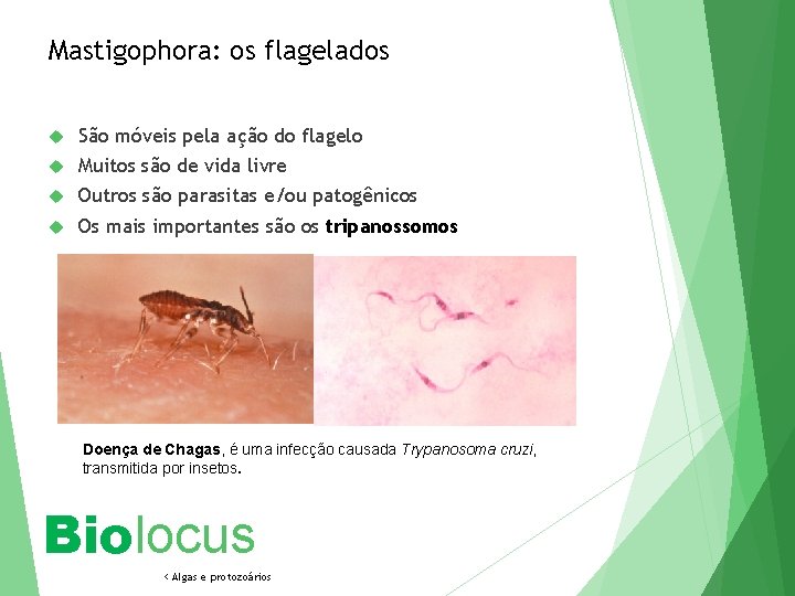 Biolocus Algas e protozorios Diversidade dos microrganismos eucariticos