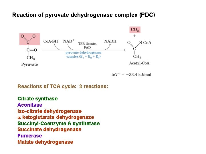 Citric Acid cycle or Tricarboxylic Acid cycle or