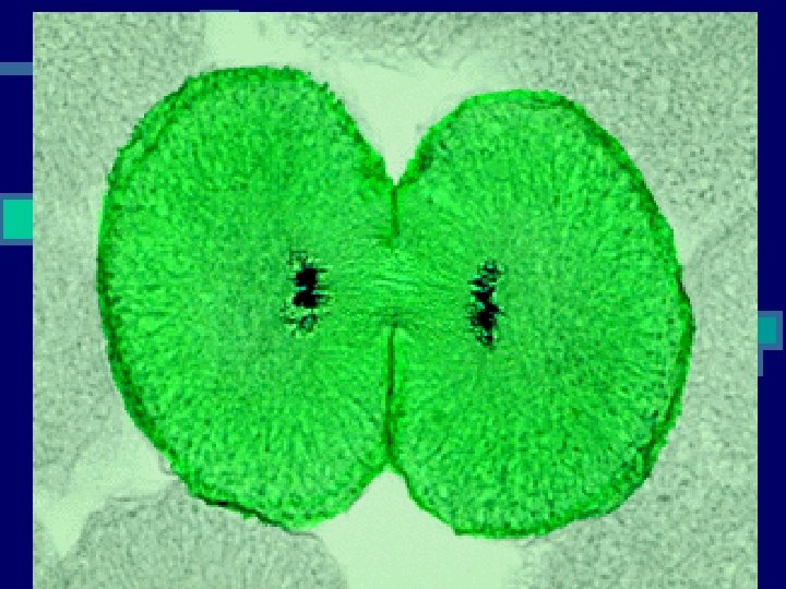 The Eukaryotic Cell Cycle Essential Question What are