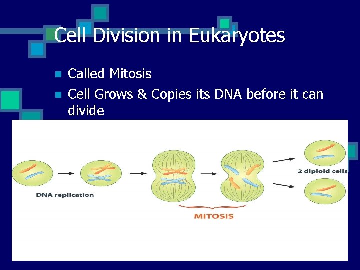 The Eukaryotic Cell Cycle Essential Question What are