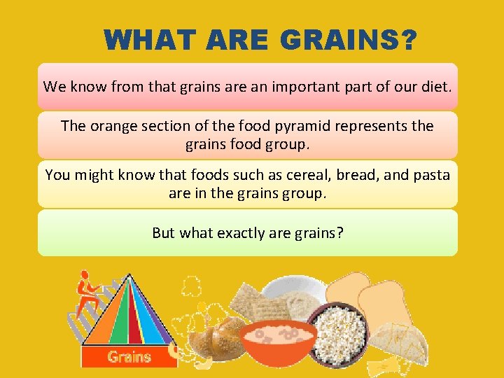 GRAINS THE STAFF OF LIFE WHAT ARE GRAINS