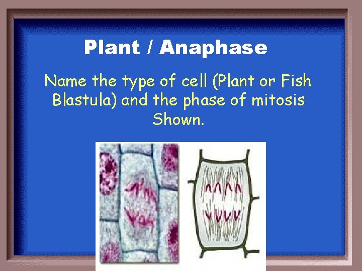 Mitosis Review Centromere Name the item labeled A