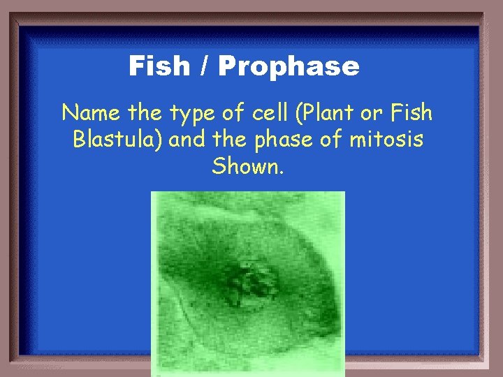 Mitosis Review Centromere Name the item labeled A
