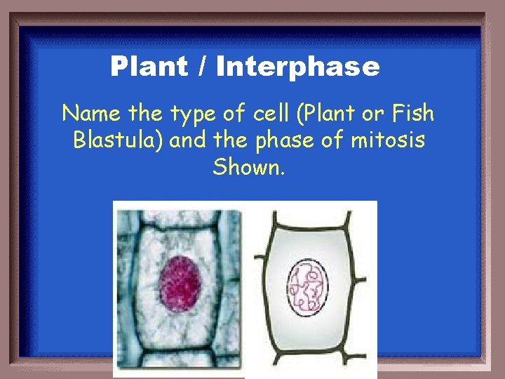 Mitosis Review Centromere Name the item labeled A