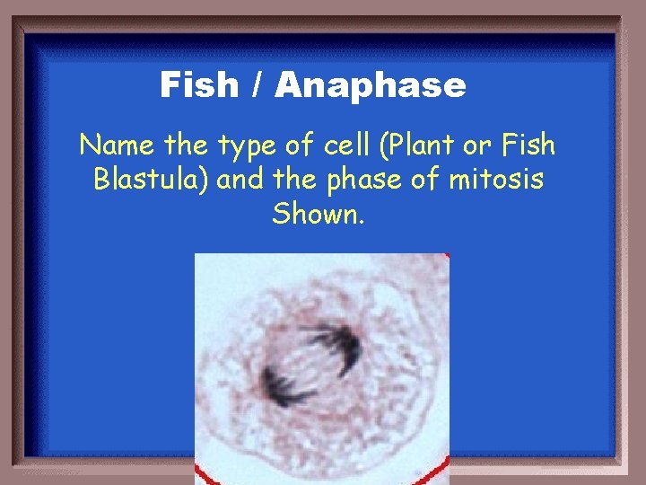 Mitosis Review Centromere Name the item labeled A