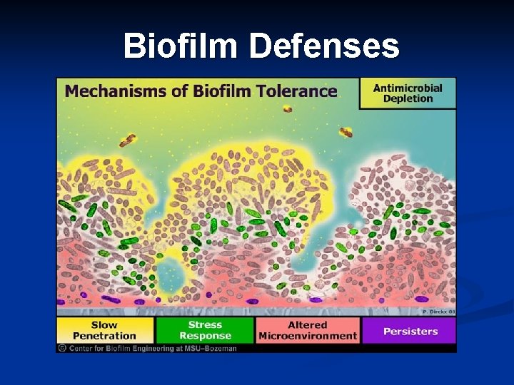 Biofilm Based Wound Care Planktonic vs Biofilm Overview