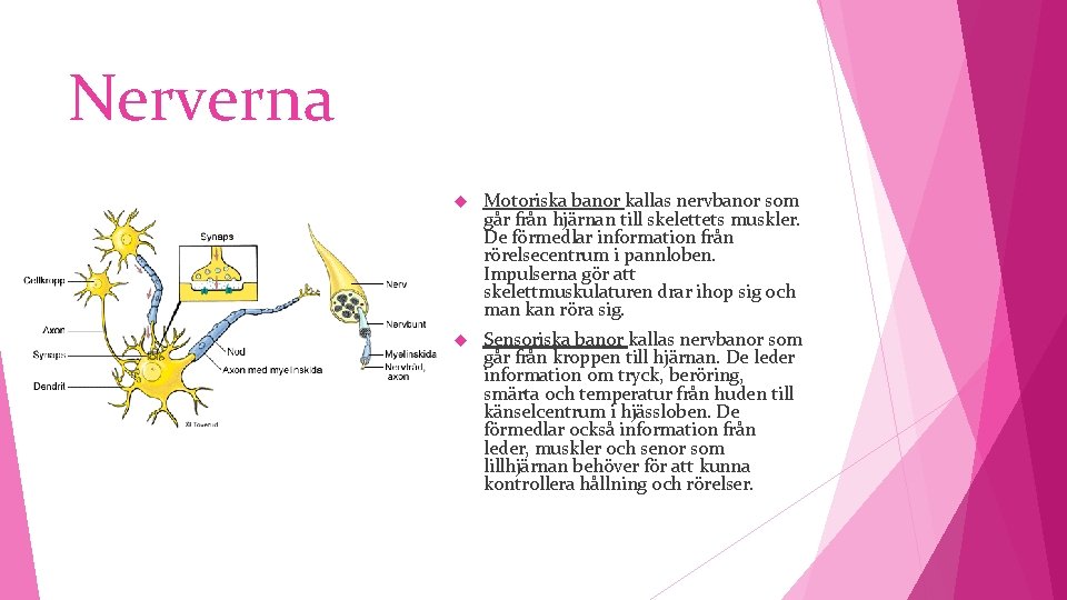 Nervsystemet Nervsystemets delar Hjrnan Ryggmrgen Nerverna Nervcellen ...