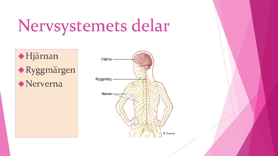 Nervsystemet Nervsystemets delar Hjrnan Ryggmrgen Nerverna Nervcellen ...
