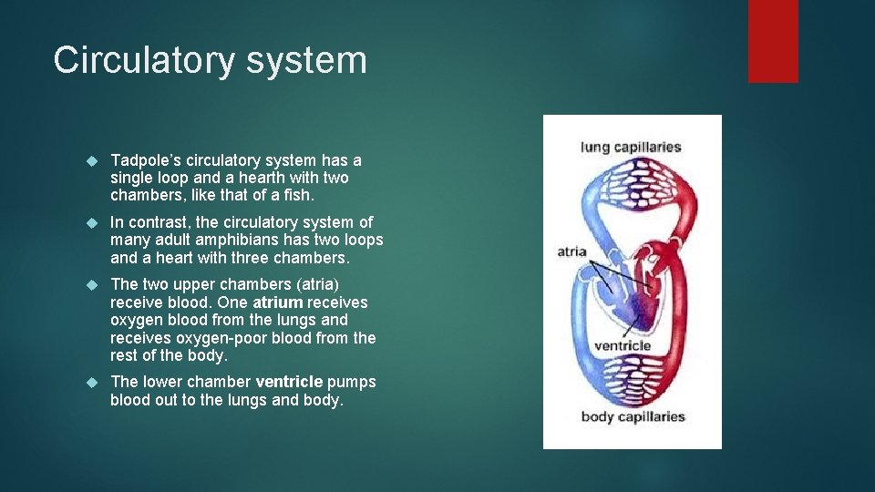 Amphibians reptiles COULTER What is an amphibian Amphibian