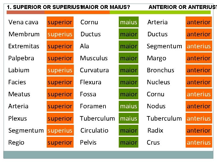 MAIOR OR MAIUS 1 SUPERIOR OR SUPERIUS ANTERIOR