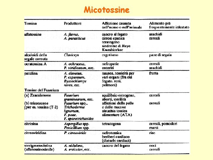 Cellula fungina caratteristiche strutturali e funzionali modalit ...
