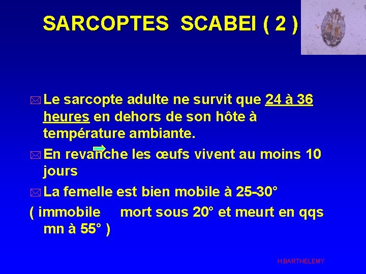 LA GALE ou SCABIOSE Joigny mai 2012 DEFINITION