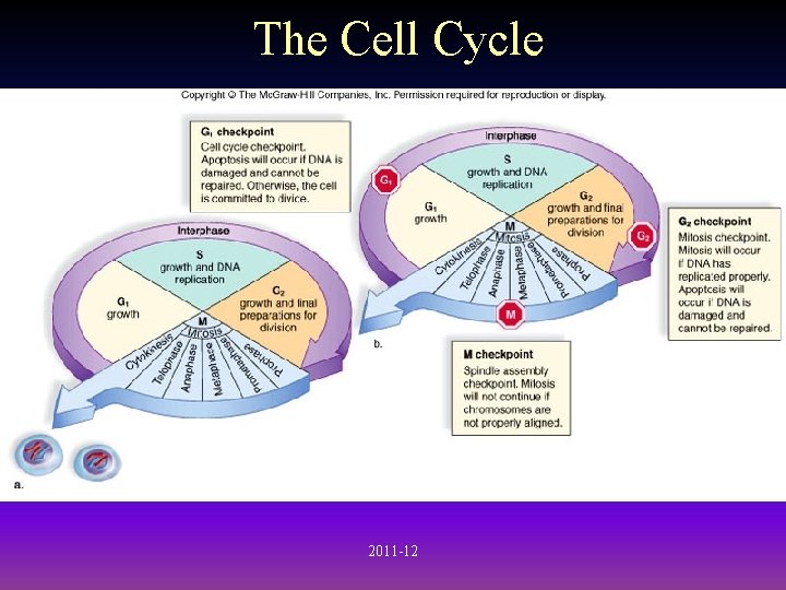Control of the Cell Cycle 2011 12 Cell