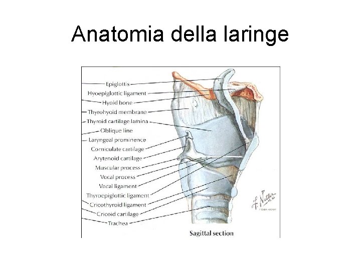 Anatomia della laringe Anatomia della laringe Visione laringoscopica